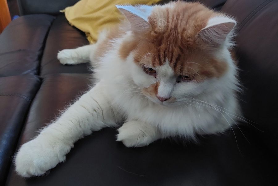 Bob - Male Manx Mix Cat in QLD - PetRescue