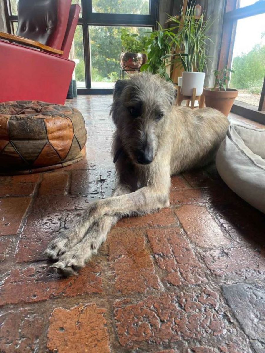 Scooby Pemberton - Large Male Staghound Mix Dog in VIC - PetRescue