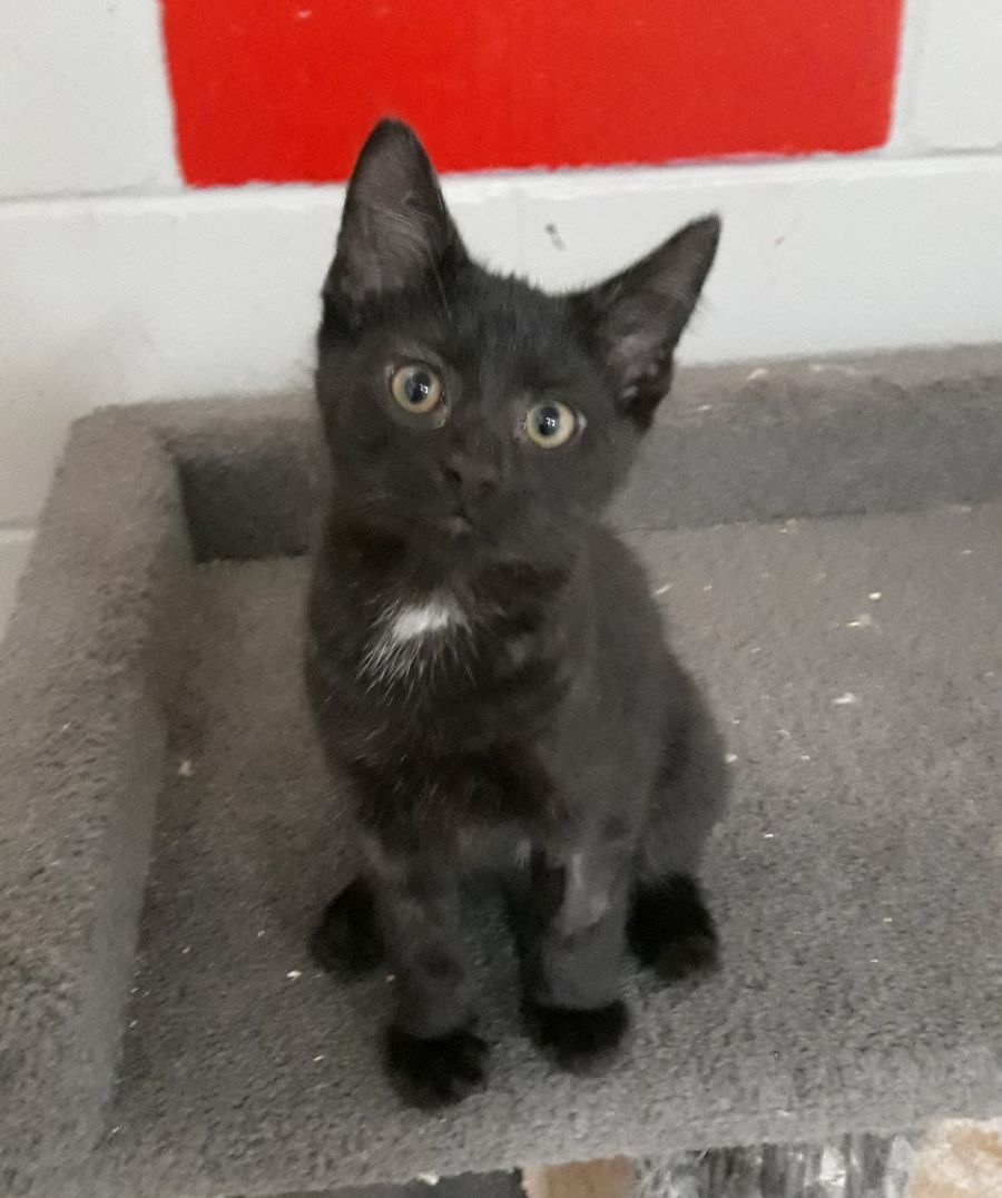 Spanner - Male Domestic Short Hair Cat in VIC - PetRescue