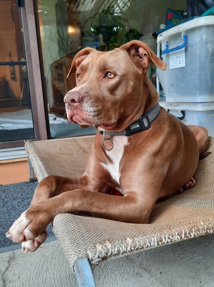 Zada - Medium Female Staffy Mix Dog in NSW - PetRescue