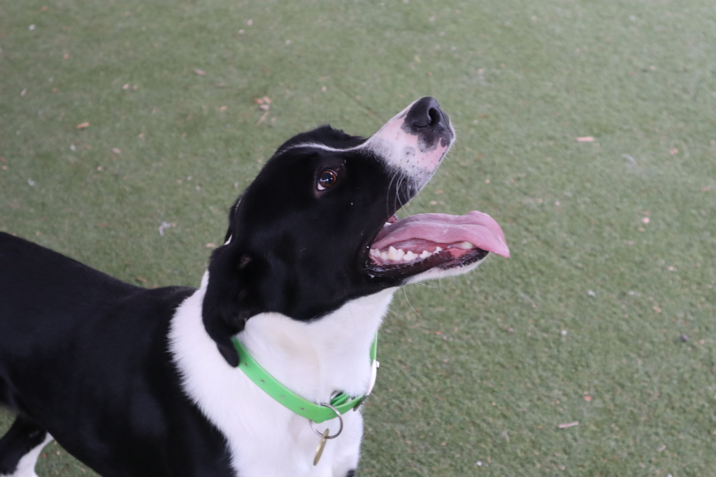 Magpie - Medium Male Border Collie Mix Dog in VIC - PetRescue
