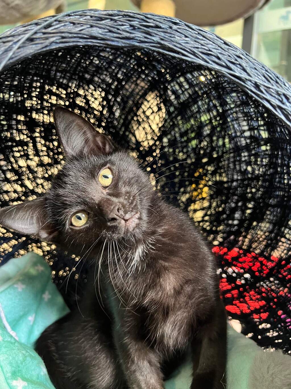 Mayor Quimby - Male Domestic Short Hair Mix Cat in NSW - PetRescue
