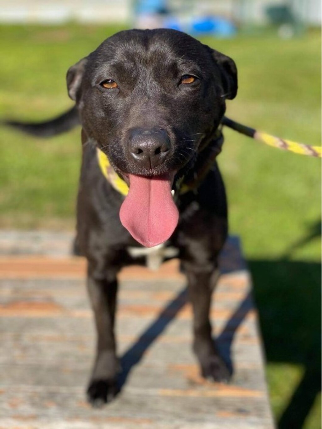 Peggy - Medium Female Small Crossbreed Mix Dog in VIC - PetRescue
