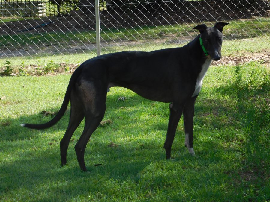Jacko - Large Male Greyhound Dog in QLD - PetRescue
