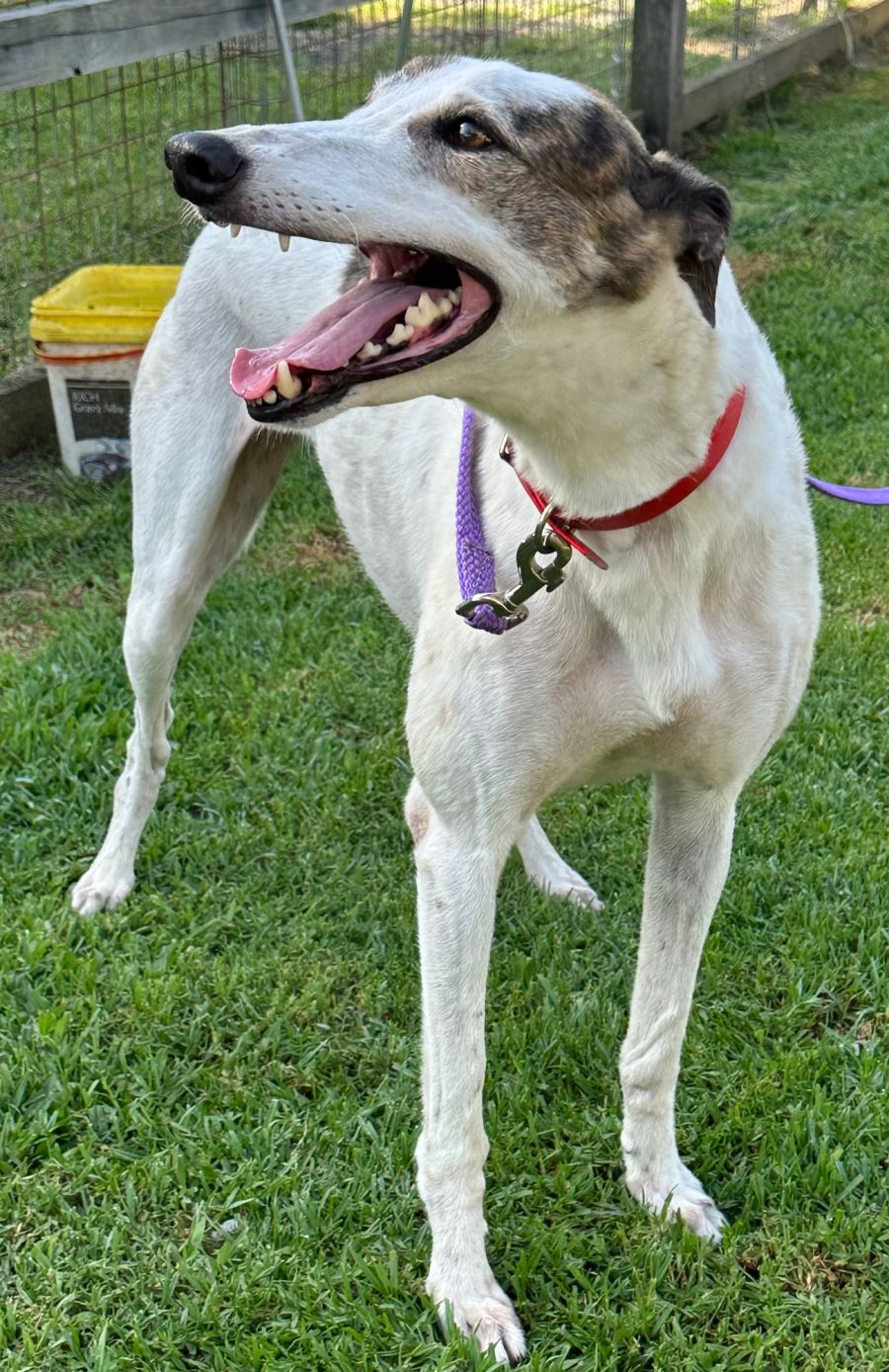 Remi - Large Female Greyhound Dog in NSW - PetRescue