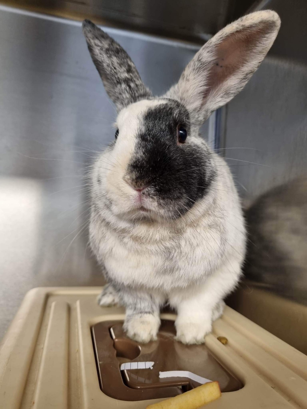 Pedro - Male Bunny Rabbit Mix Rabbit in WA - PetRescue