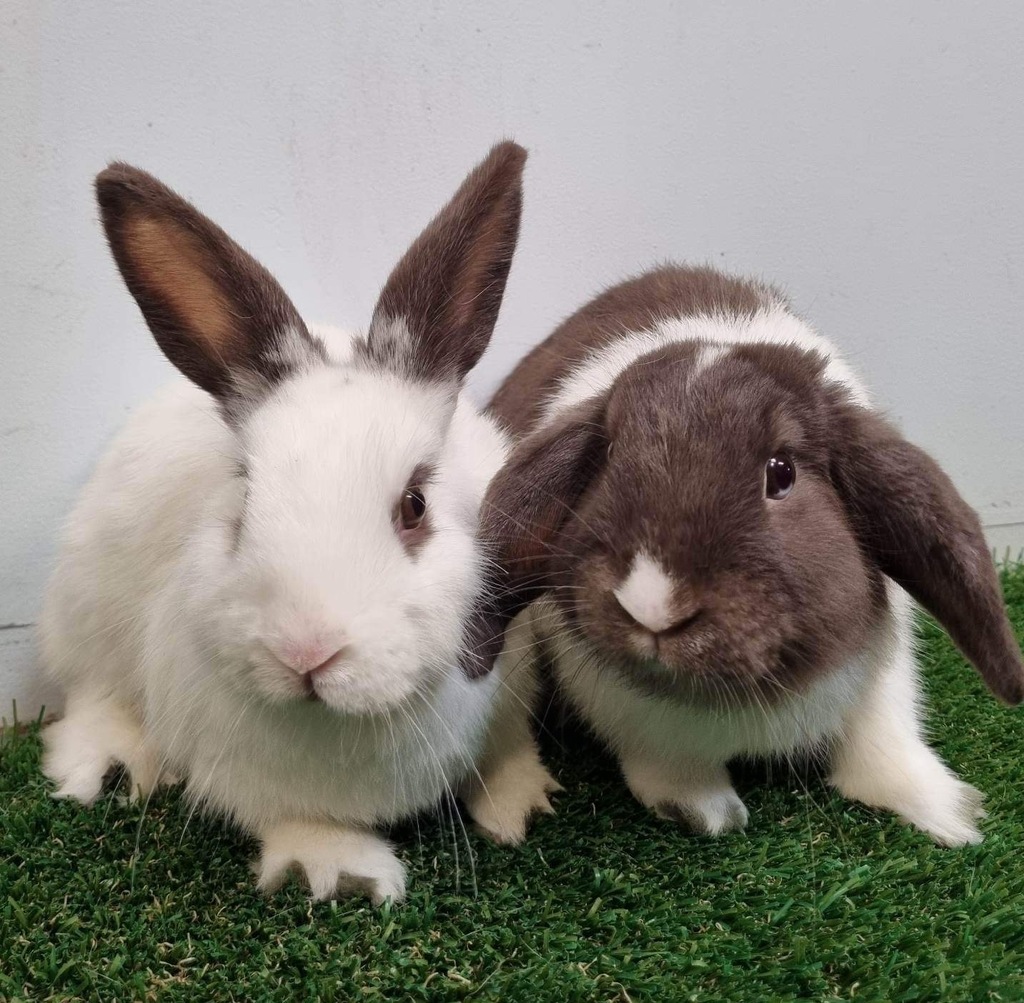 Twister - Female Jersey Wooly Mix Rabbit in WA - PetRescue
