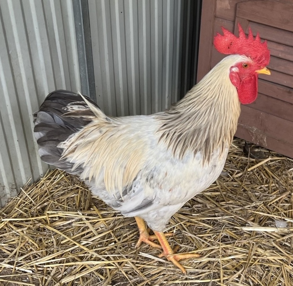 Carlisle - Male Rooster Sussex Mix Fowl in QLD - PetRescue
