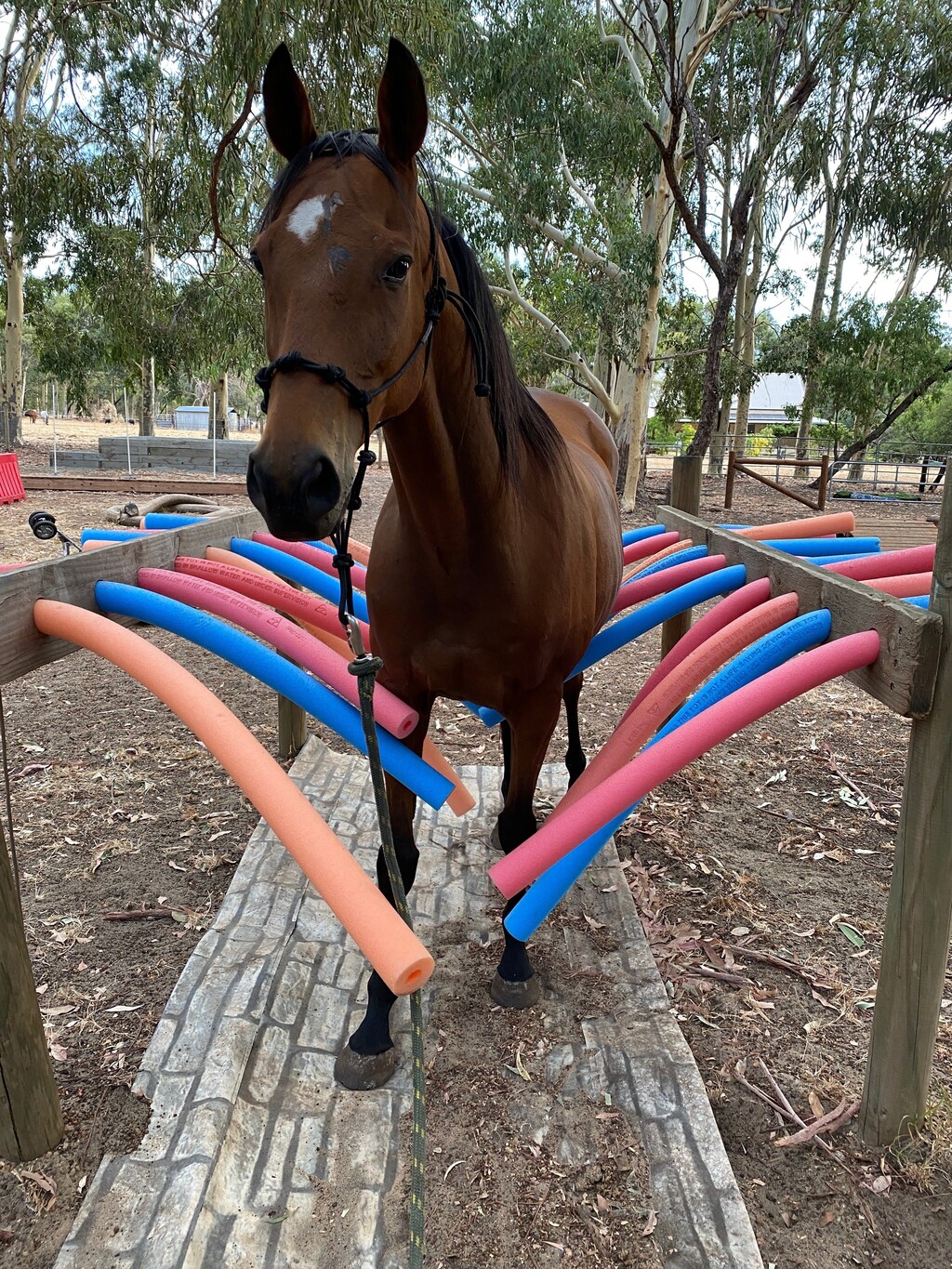 Charlee - Male Thoroughbred Mix Horse in WA - PetRescue