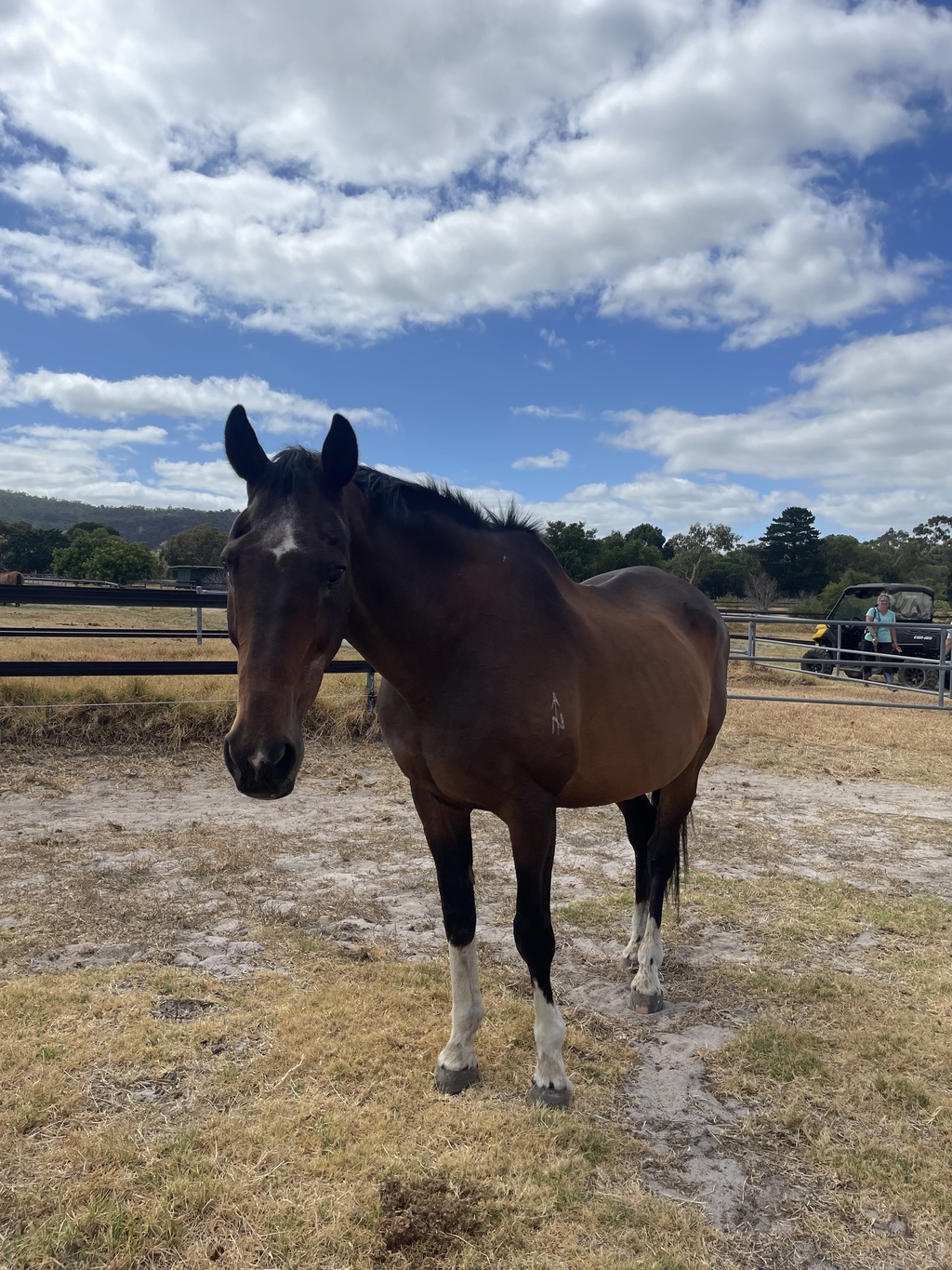 Arnold - Male Thoroughbred Mix Horse in WA - PetRescue