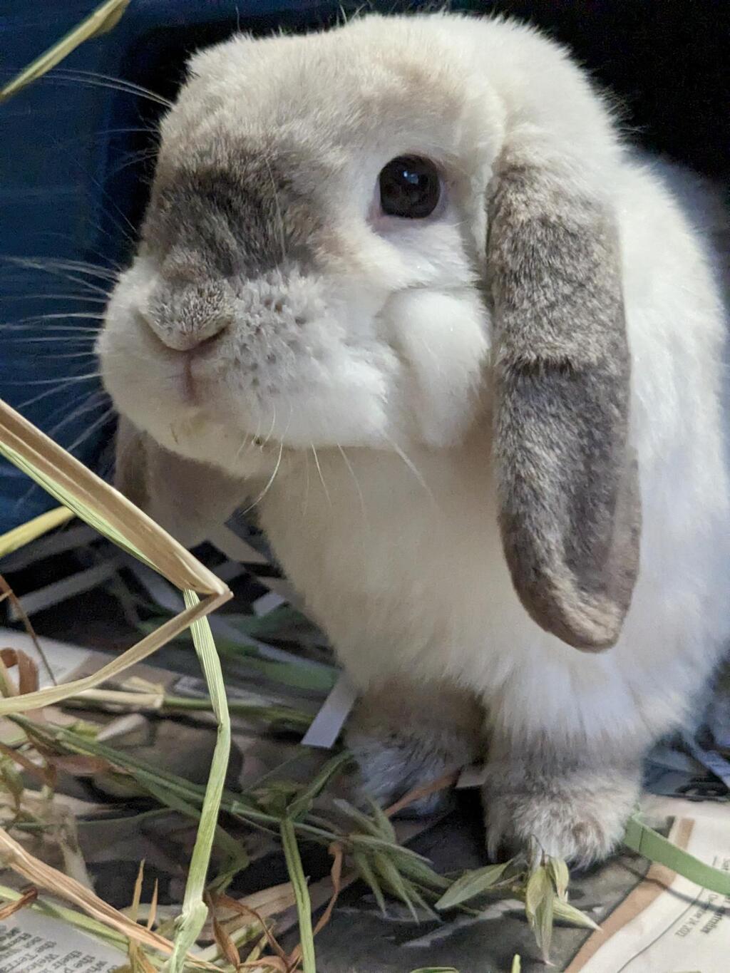 Hot Buns - Male Lop Eared Mix Rabbit in WA - PetRescue