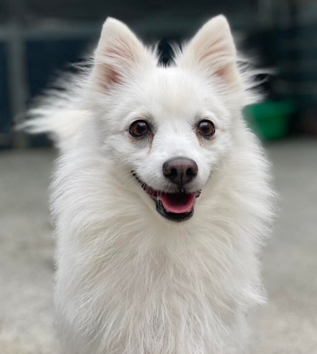 Daisy - Small Female Japanese Spitz Dog in VIC - PetRescue