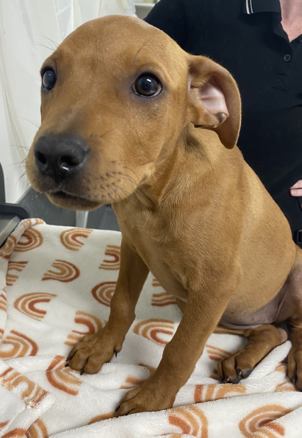 Asuka - Large Female Rhodesian Ridgeback x American Staffordshire Bull ...