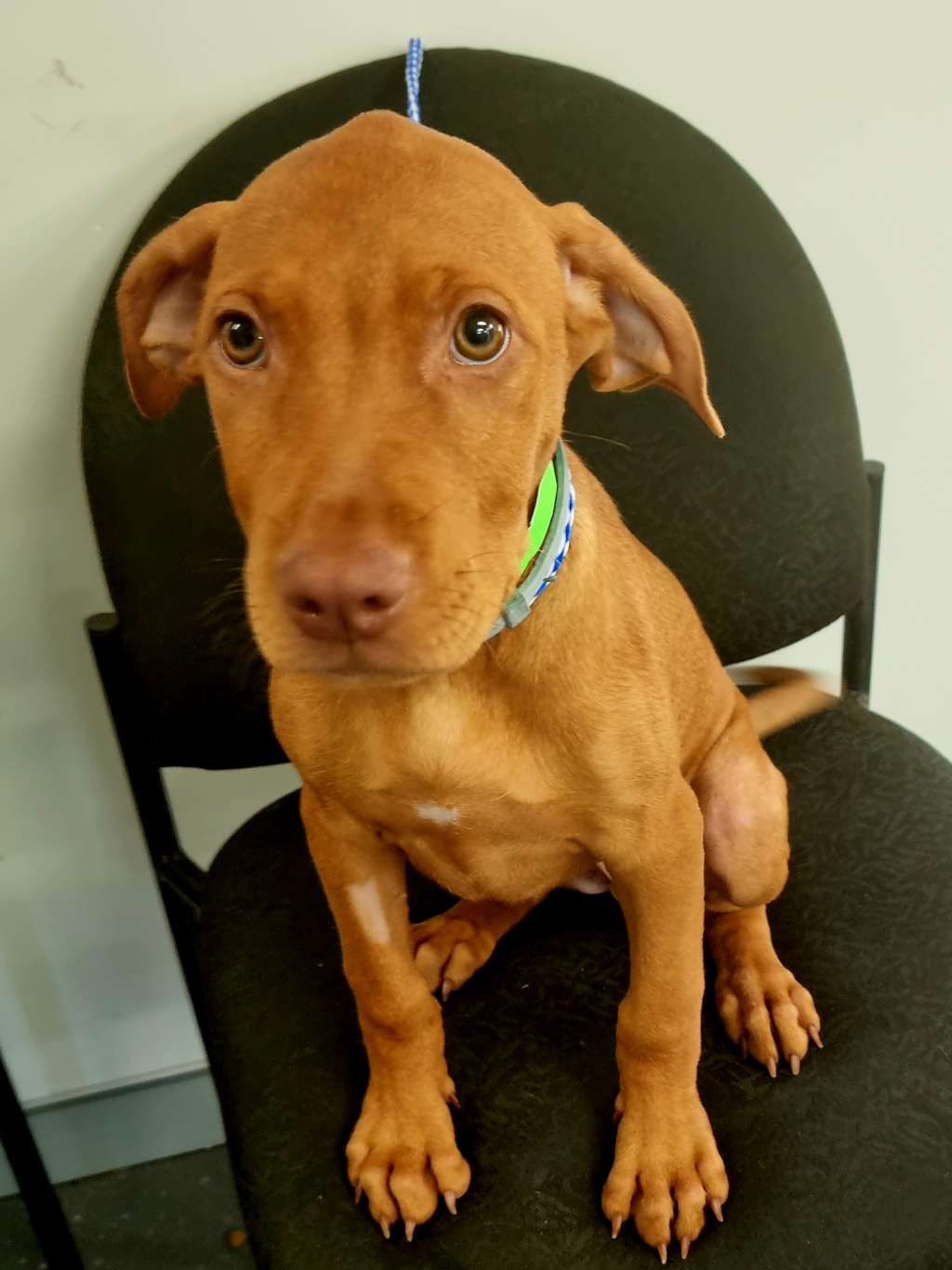 Reba - Large Female Rhodesian Ridgeback x American Staffordshire Bull ...