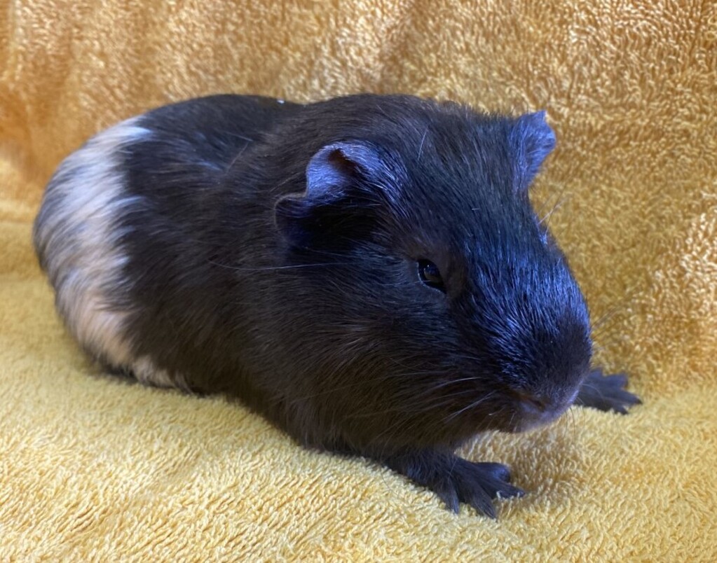 Juarez - Male Short-hair Harlequin Mix Guinea Pig in VIC - PetRescue