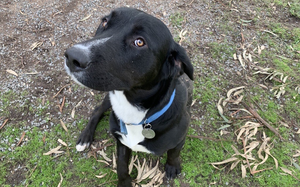 Rylie - Large Male Bull Arab x Labrador Mix Dog in VIC - PetRescue