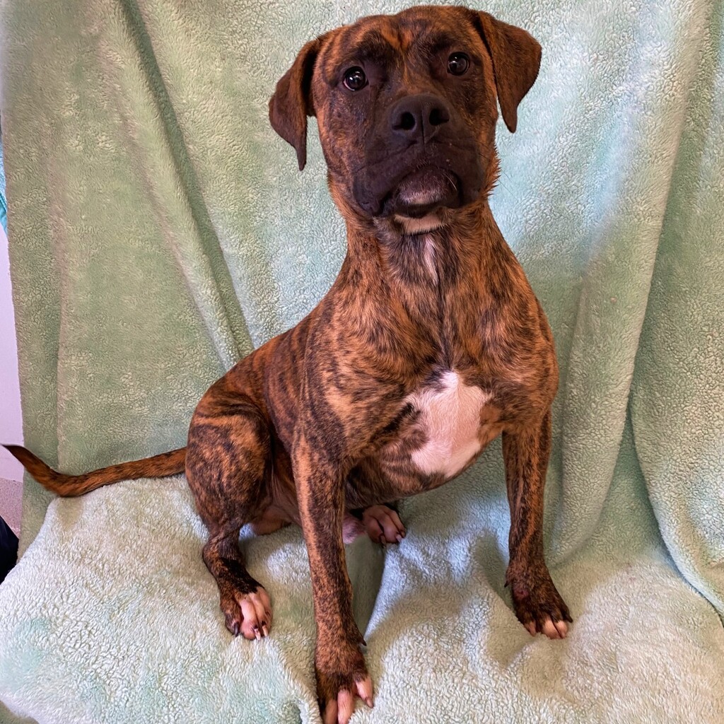 Bundy - Large Male Mastiff x Staffy Mix Dog in VIC - PetRescue