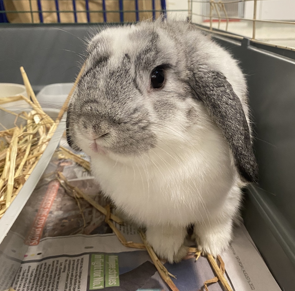 Freddy - Male Lop Eared Mix Rabbit in VIC - PetRescue