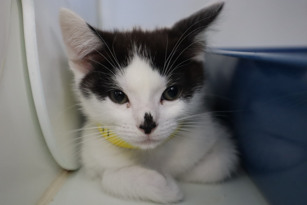 Ashlee - Female Domestic Short Hair Mix Cat in VIC - PetRescue
