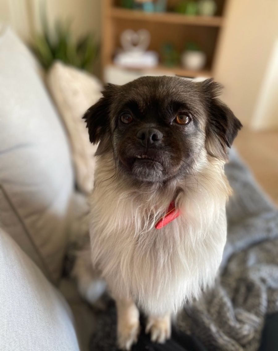 Lotti - Small Female Pug x Tibetan Spaniel Dog in VIC - PetRescue