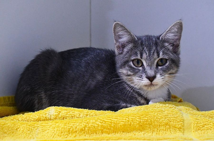 Ambrose 10782 - Female Domestic Short Hair Cat in NSW - PetRescue