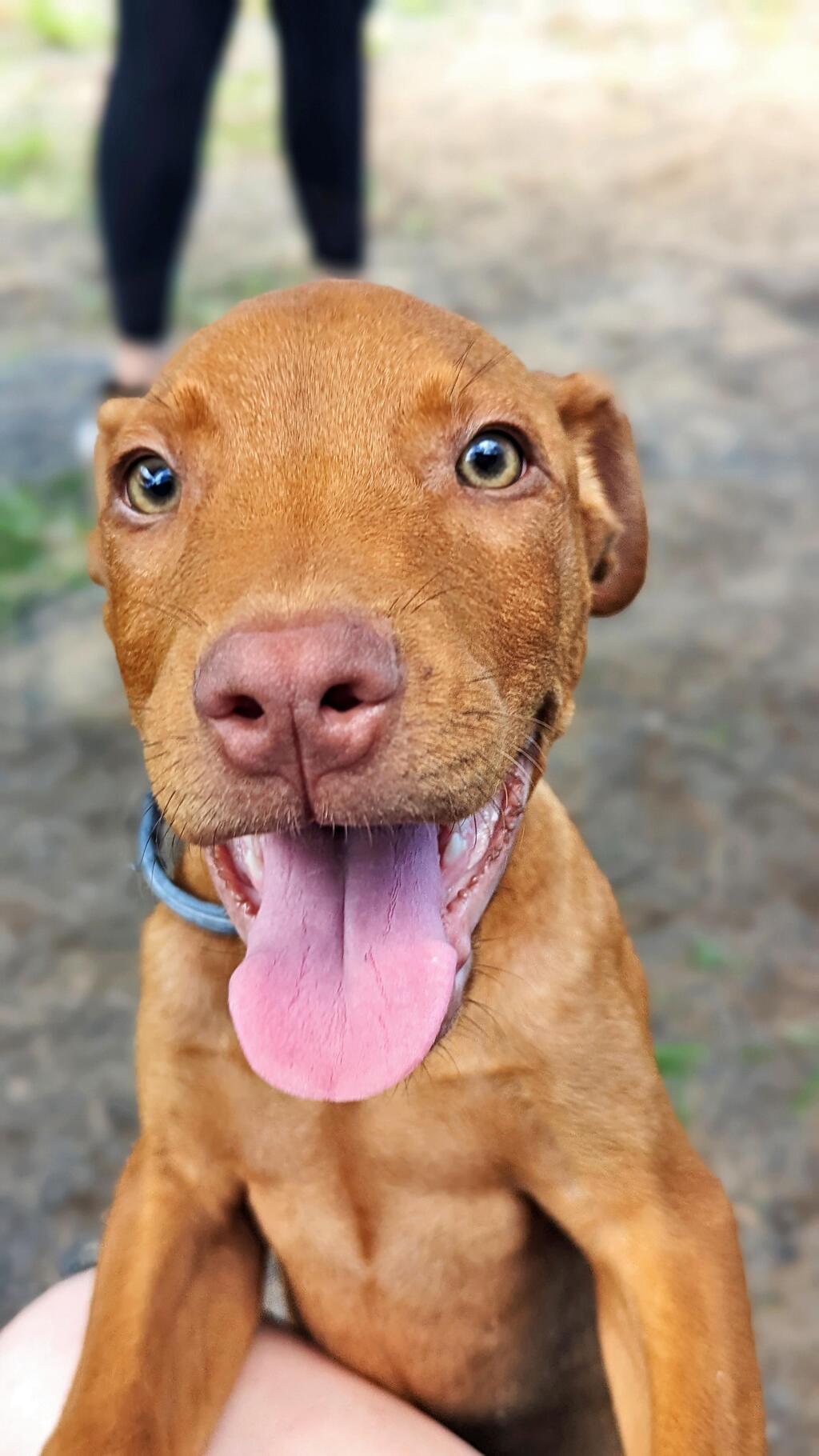 Moose - Medium Male Rhodesian Ridgeback x American Staffordshire Bull ...