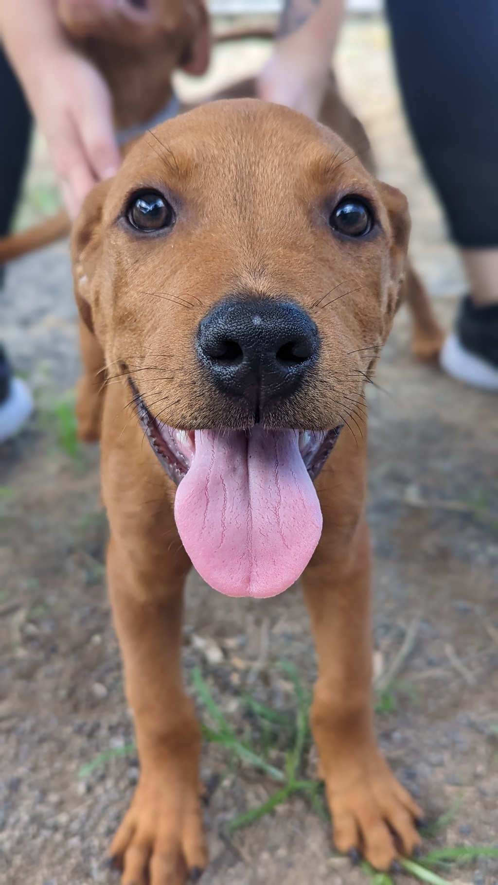 Big Show - Medium Male Rhodesian Ridgeback x American Staffordshire ...
