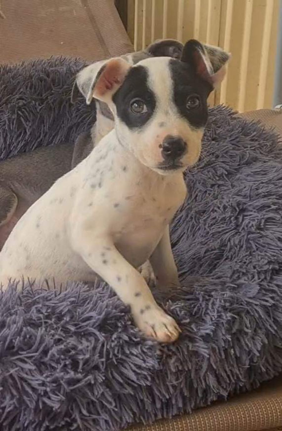 Mystique - Medium Female Staffy Mix Dog in NSW - PetRescue
