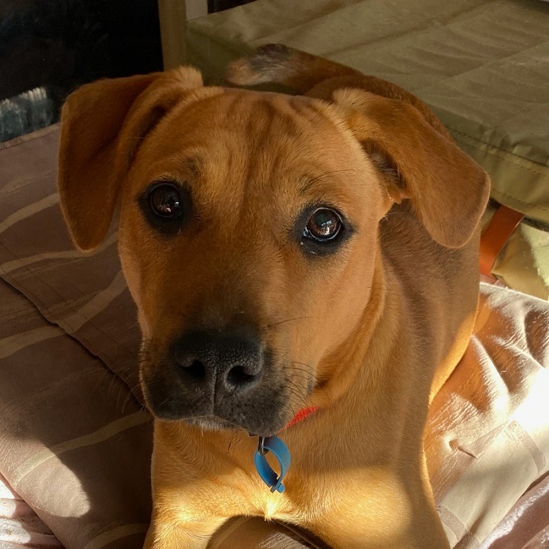 Peaches - Medium Female Mixed Breed Dog in WA - PetRescue