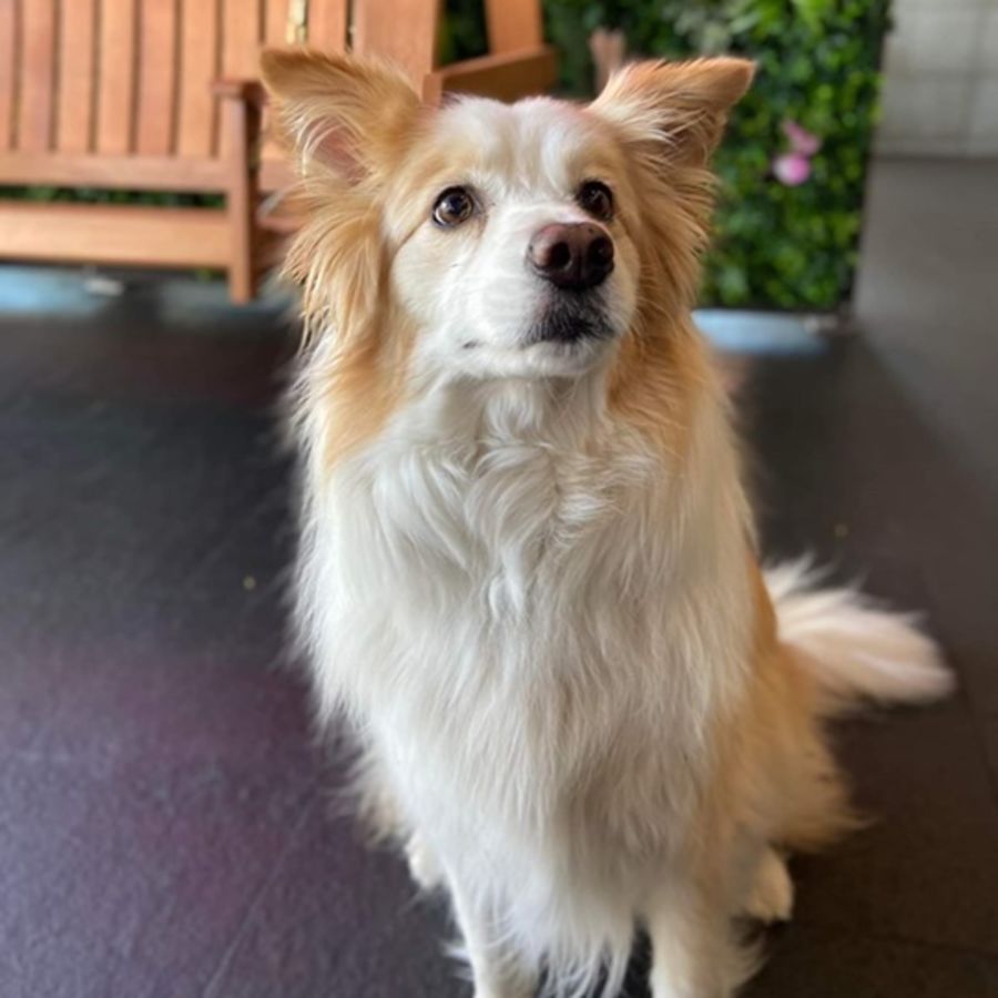 Tilly - Medium Female Border Collie Dog in QLD - PetRescue