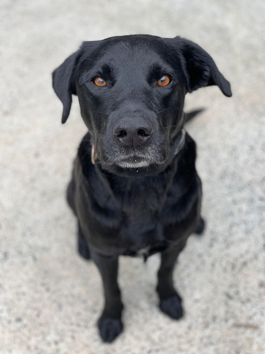 Marko - Large Male Labrador Dog in VIC - PetRescue