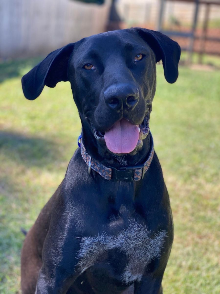 Oscar - Large Male Great Dane x Labrador Mix Dog in QLD - PetRescue