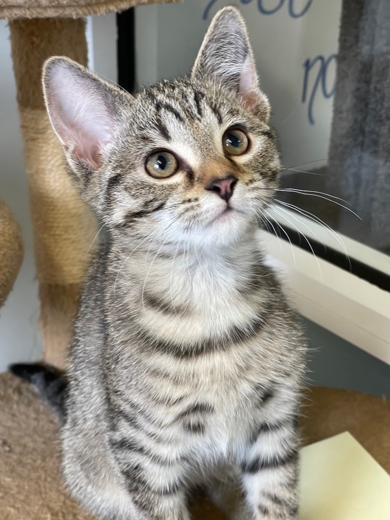 Cypher - Male Domestic Short Hair Cat in TAS - PetRescue