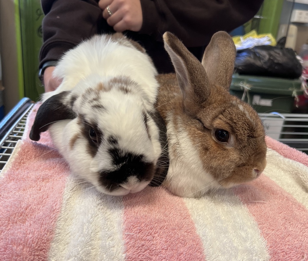Liquorice - Male Mini Lop Mix Rabbit in WA - PetRescue