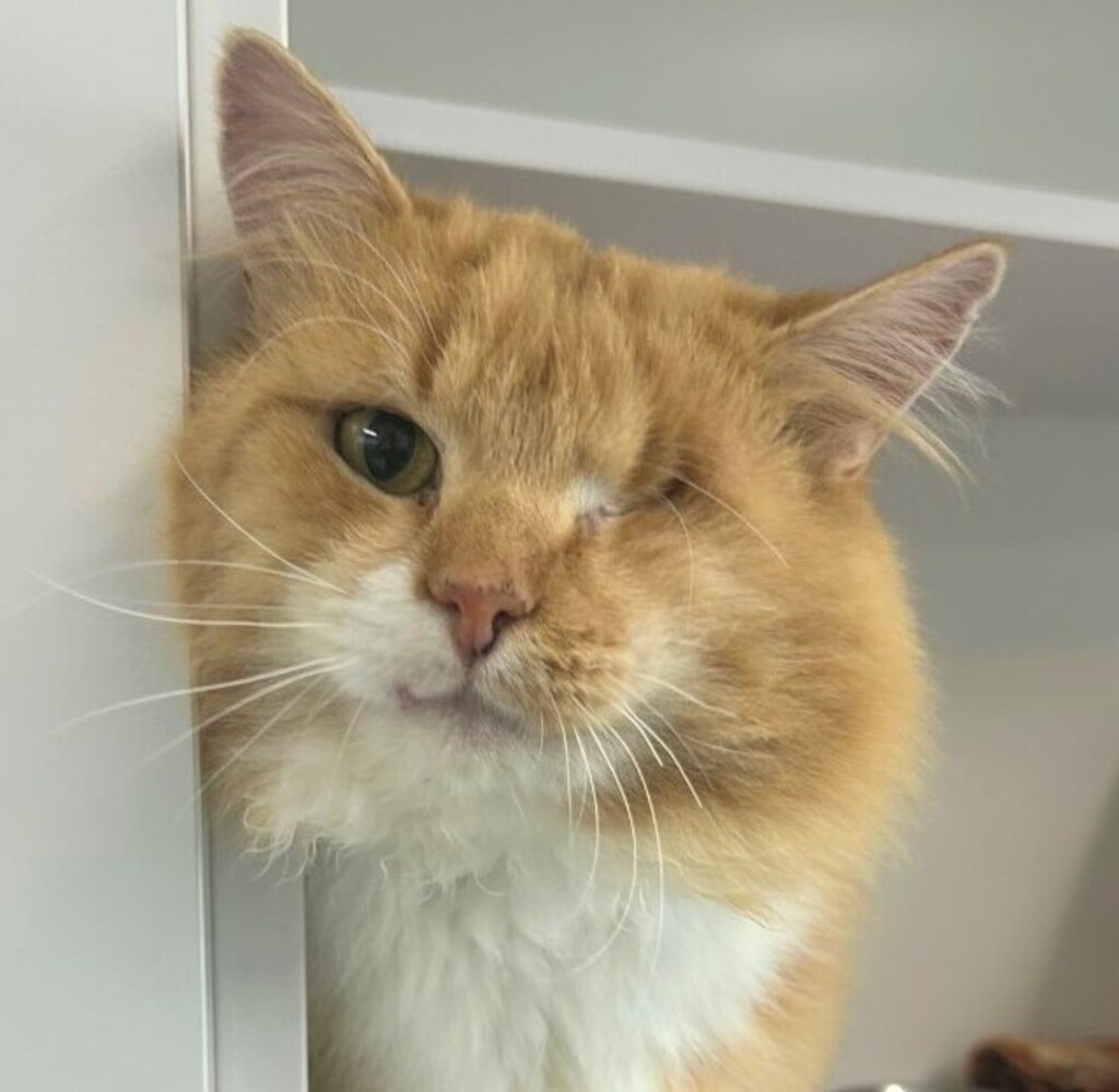 Greebo - Male Domestic Medium Hair Cat in VIC - PetRescue