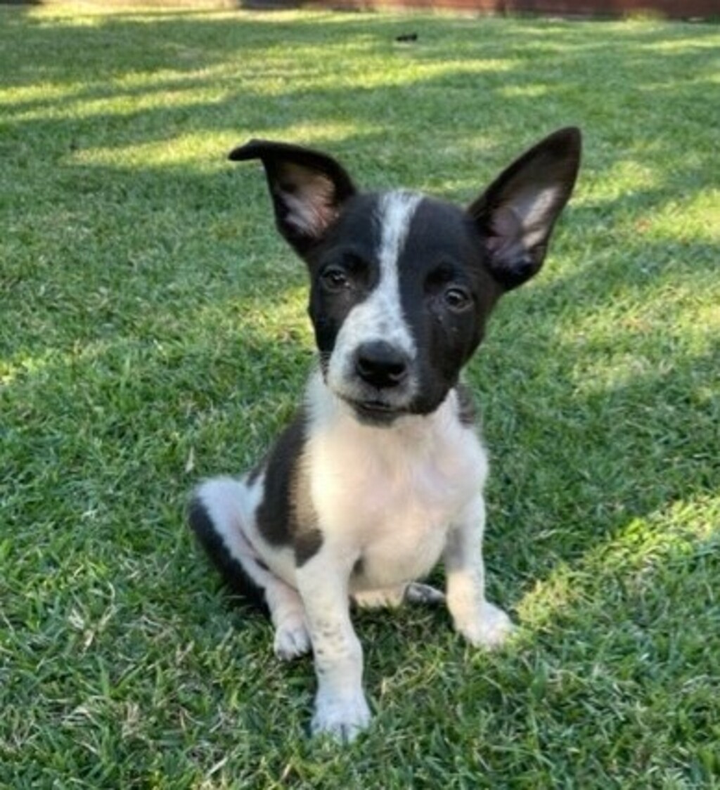 Jack - Medium Male Australian Stumpy Tail Cattle Dog Mix Dog in QLD ...