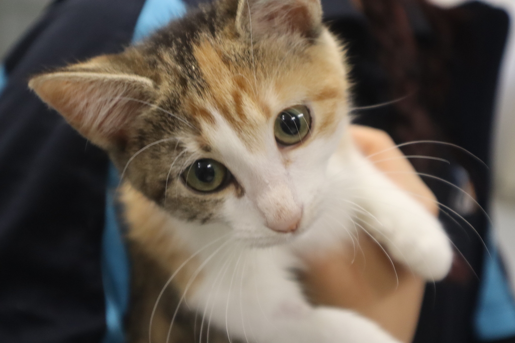 Poppit - Female Domestic Short Hair Mix Cat in VIC - PetRescue