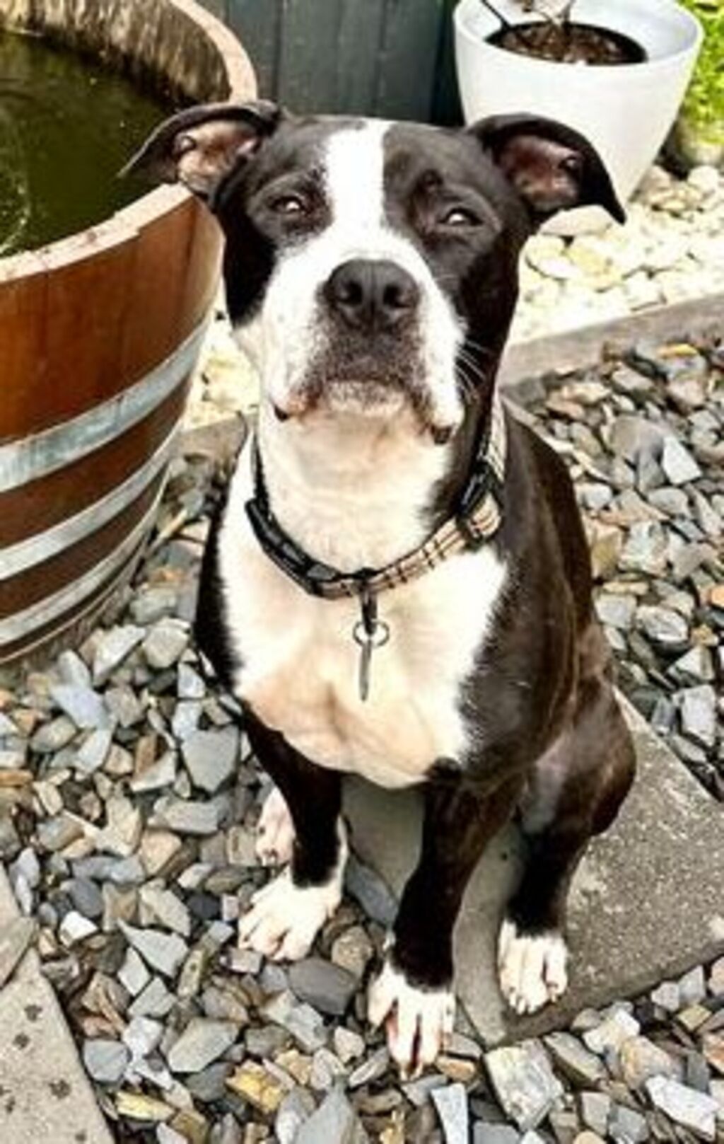Willy - Medium Male Staffordshire Bull Terrier Dog in VIC - PetRescue