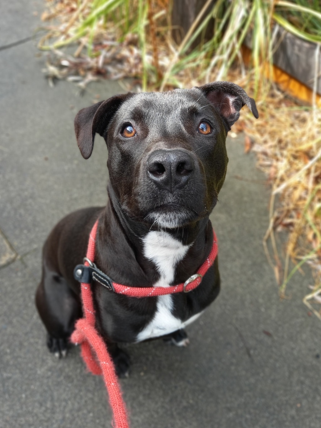 Archie - Large Male Staffordshire Bull Terrier Mix Dog in VIC - PetRescue