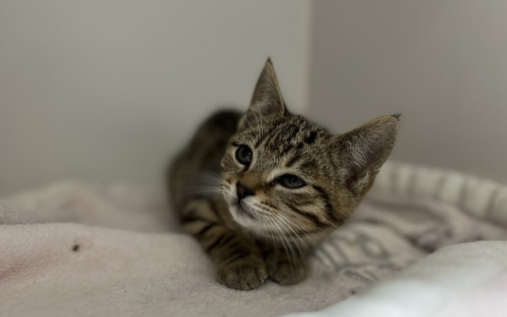 Benji - Male Bengal x Domestic Short Hair Mix Cat in VIC - PetRescue