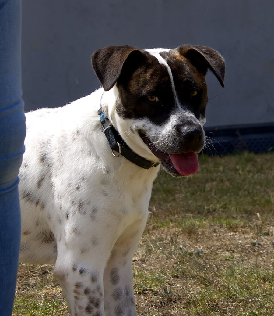 Chip (59307) - Medium Female Staffy Dog in VIC - PetRescue