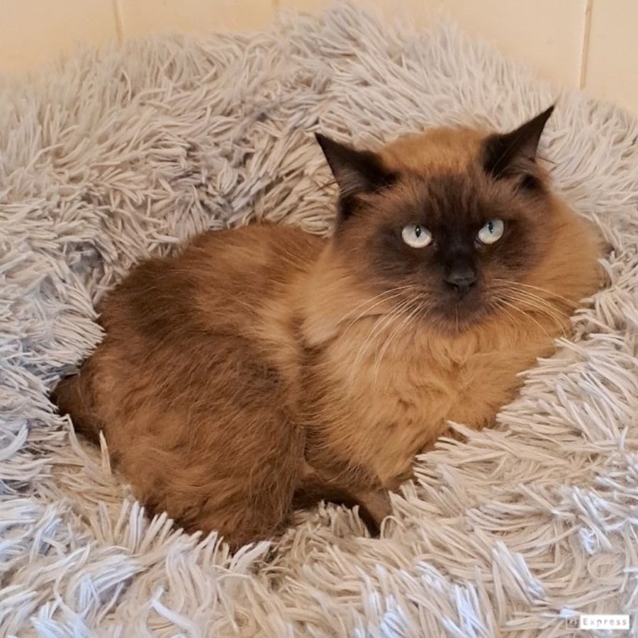 Erasmus - Male Siamese x Ragdoll Cat in QLD - PetRescue