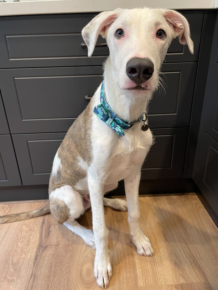 Emile - Large Male Staghound Mix Dog in VIC - PetRescue