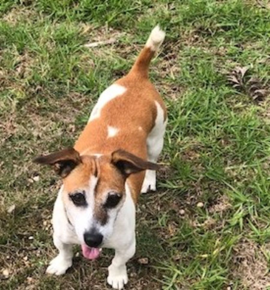 Marlee - Small Female Jack Russell Terrier Dog in VIC - PetRescue