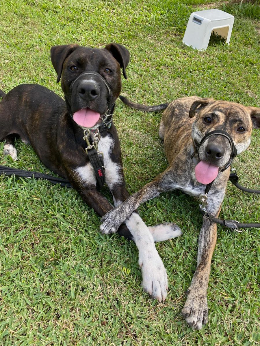 Fern - Medium Female Staffy x Whippet Mix Dog in QLD - PetRescue