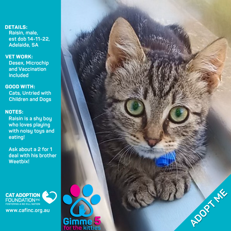 Raisin - Male Domestic Short Hair Cat in SA - PetRescue