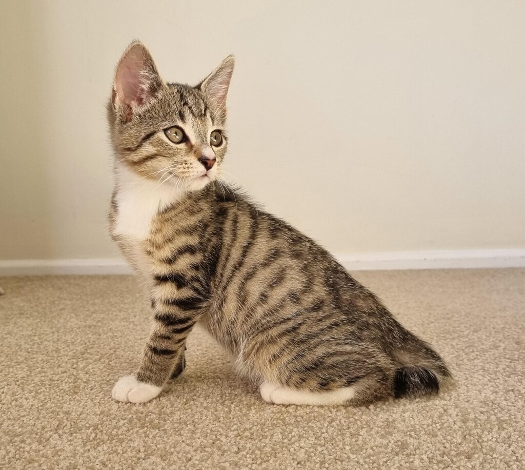 Lenny - Male Manx Mix Cat in QLD - PetRescue