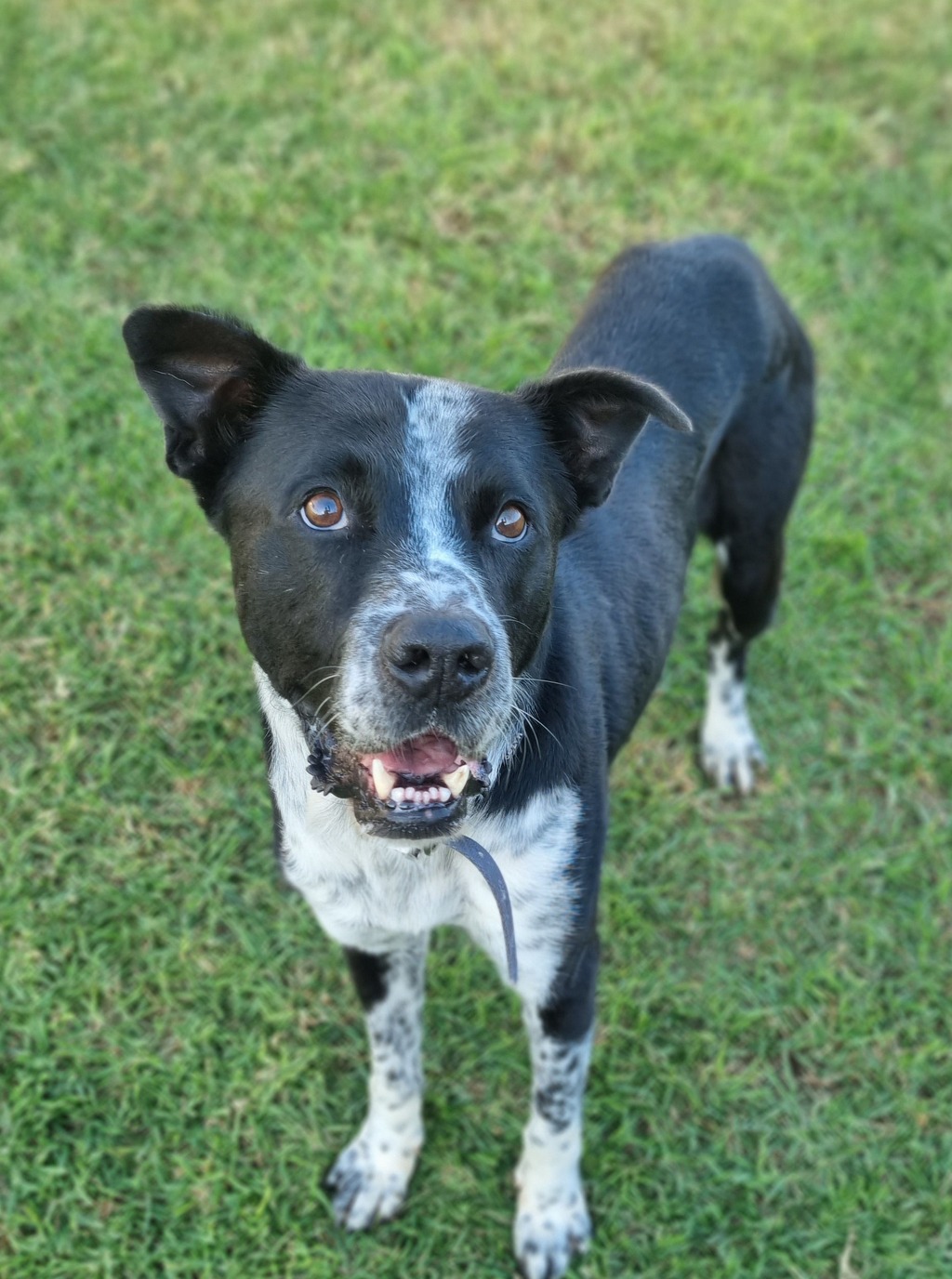 Bryce - Large Male Border Collie x American Staffordshire Bull Terrier ...