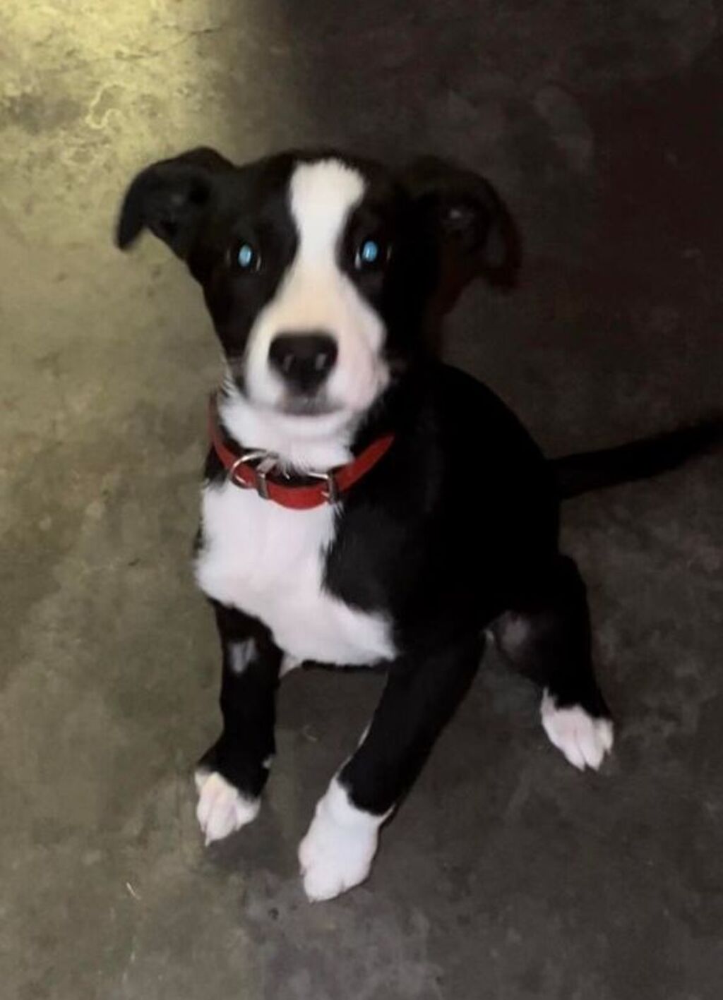 Jessie - Medium Female Border Collie Mix Dog in QLD - PetRescue