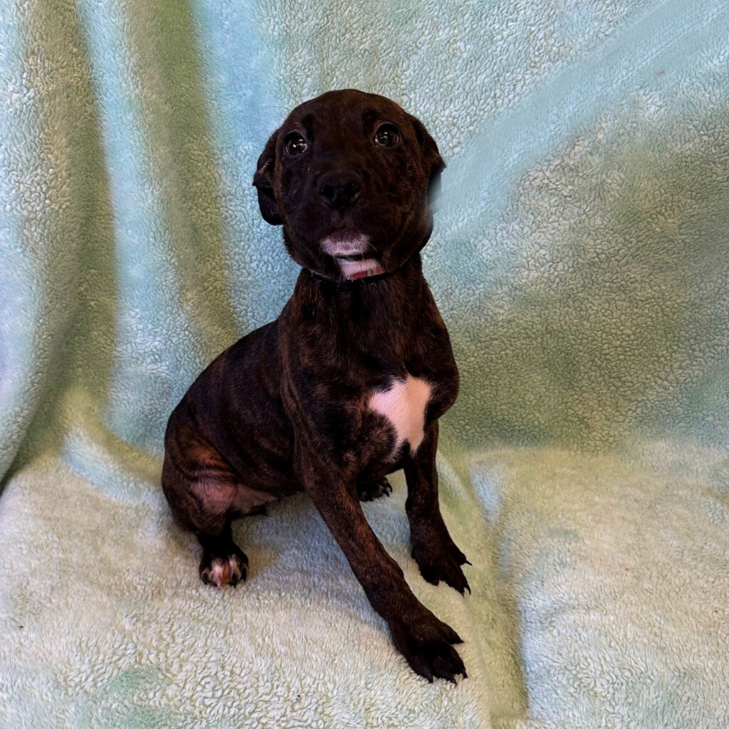 Stryda - Large Female Mastiff x Staffy Mix Dog in VIC - PetRescue